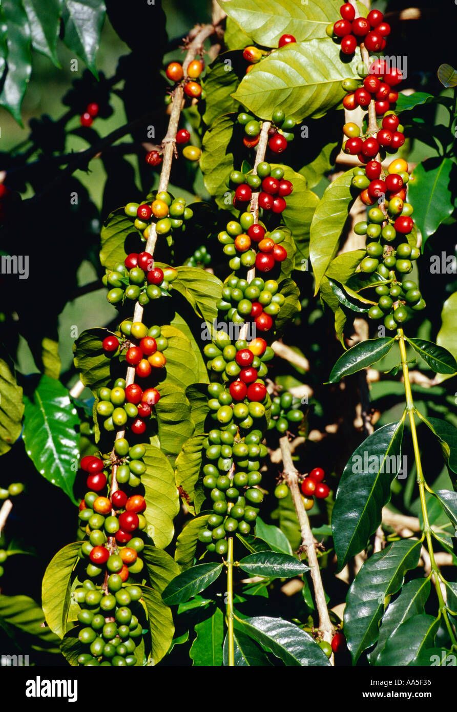 Agriculture - Mature and immature Kona coffee cherries beans on the ...