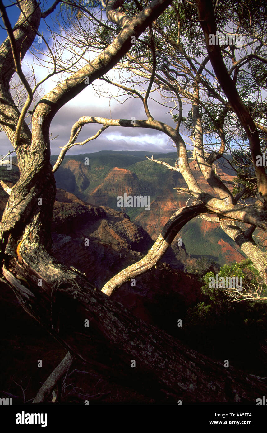 Koa tree hi-res stock photography and images - Alamy