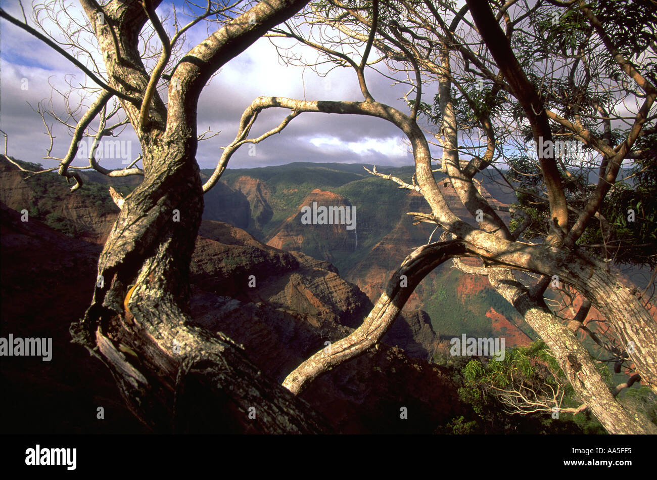 Hawaii kauai koa hi-res stock photography and images - Alamy