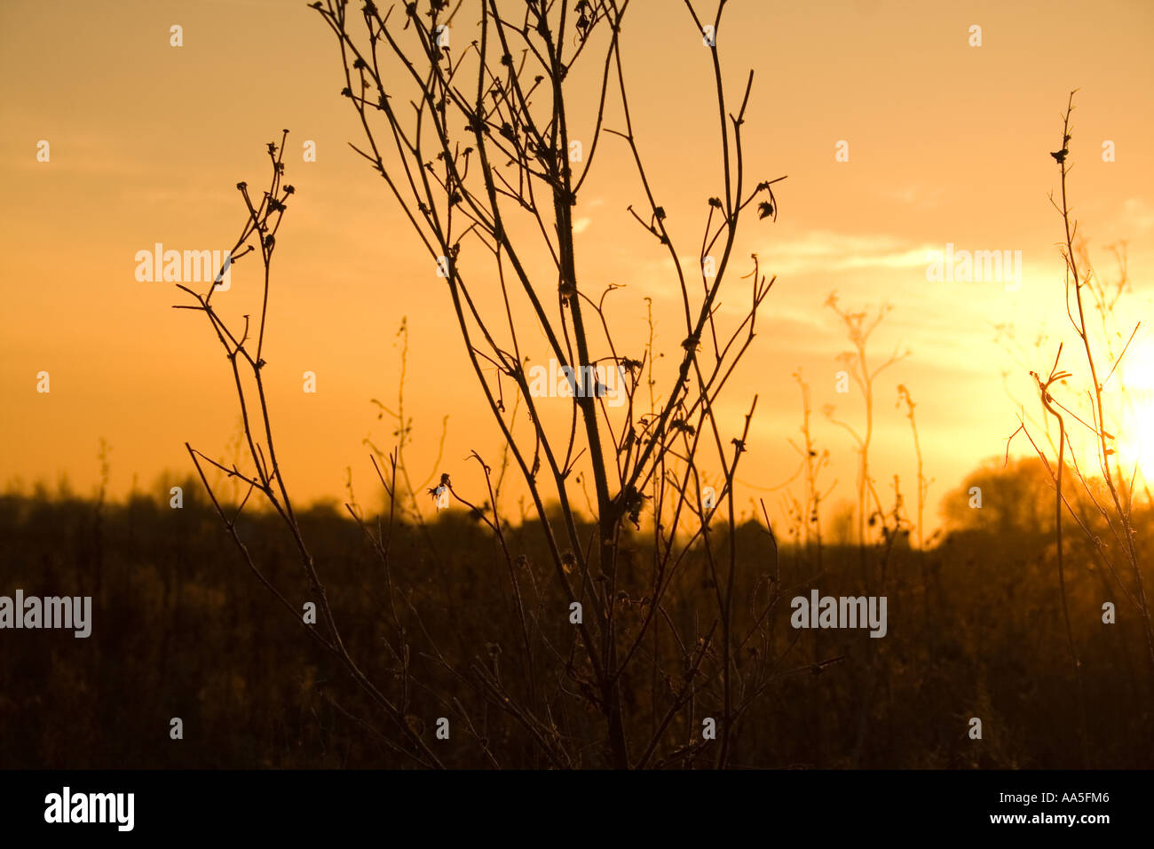 Bush twigs hi-res stock photography and images - Alamy