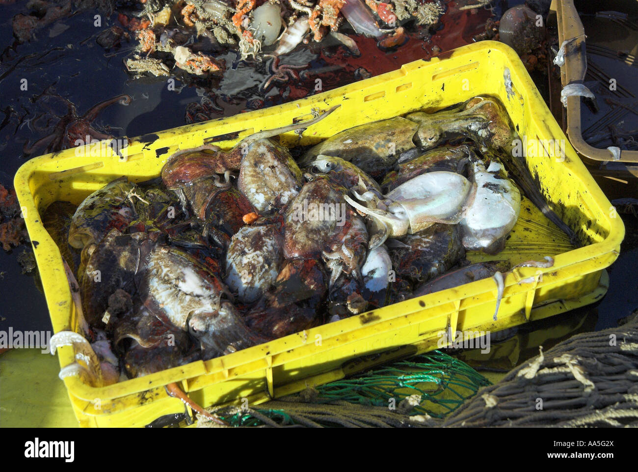 Fruits of the sea Stock Photo - Alamy