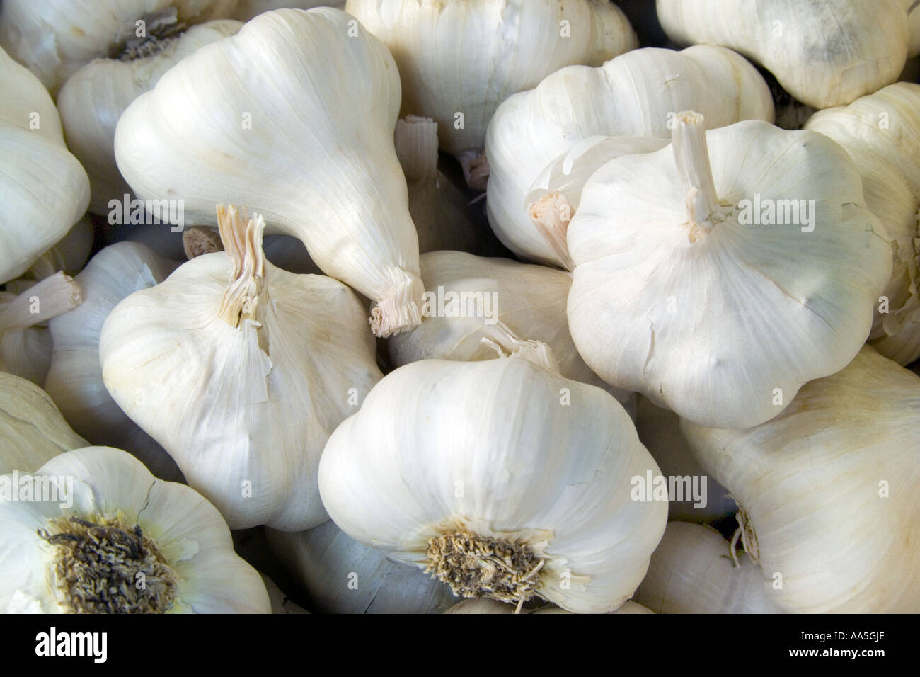 Bulbs of garlic (Allium sativum Stock Photo - Alamy