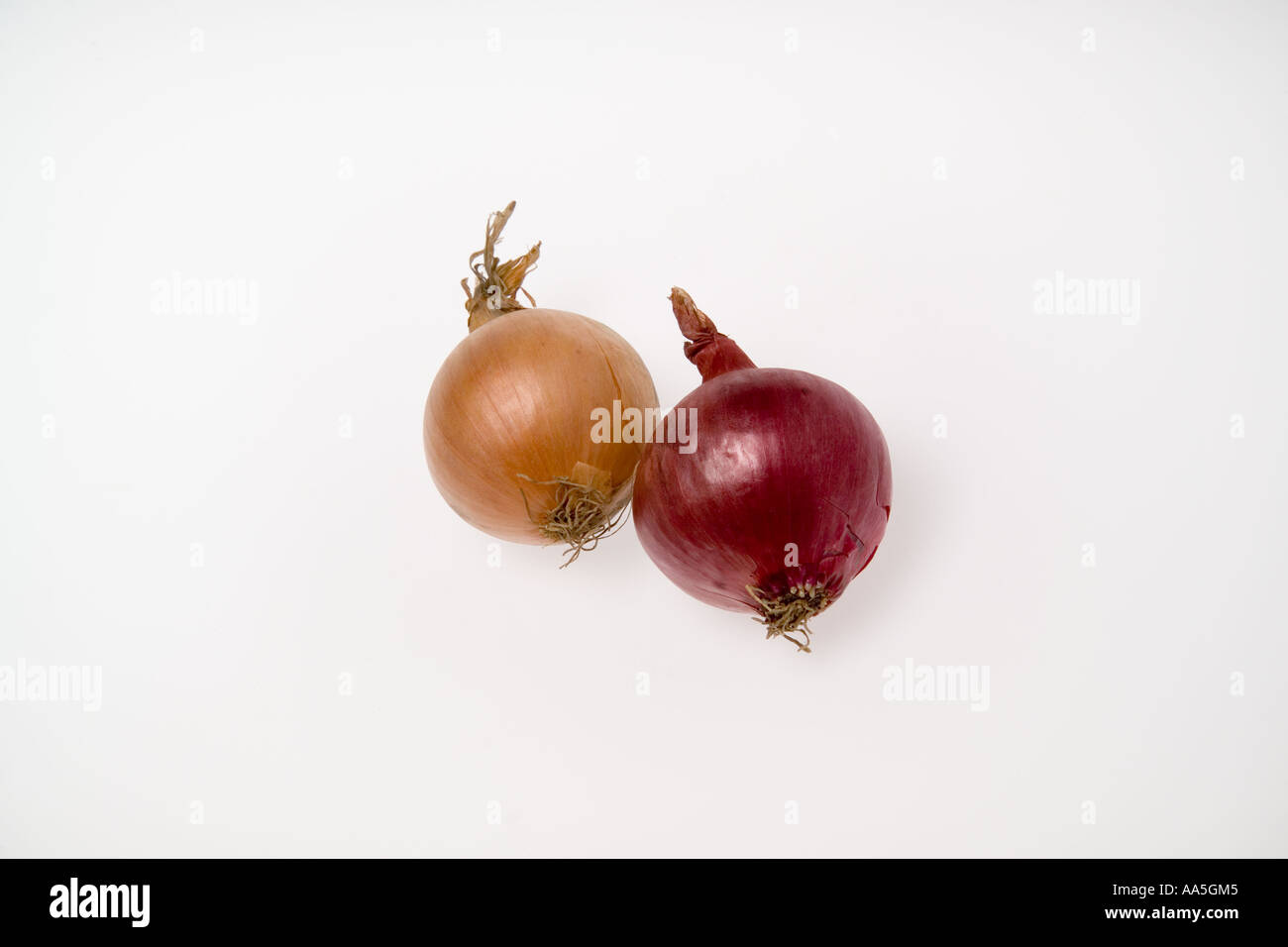red Allium DUTCH RED and white Onions (Allium cepa) vegetable contains ...