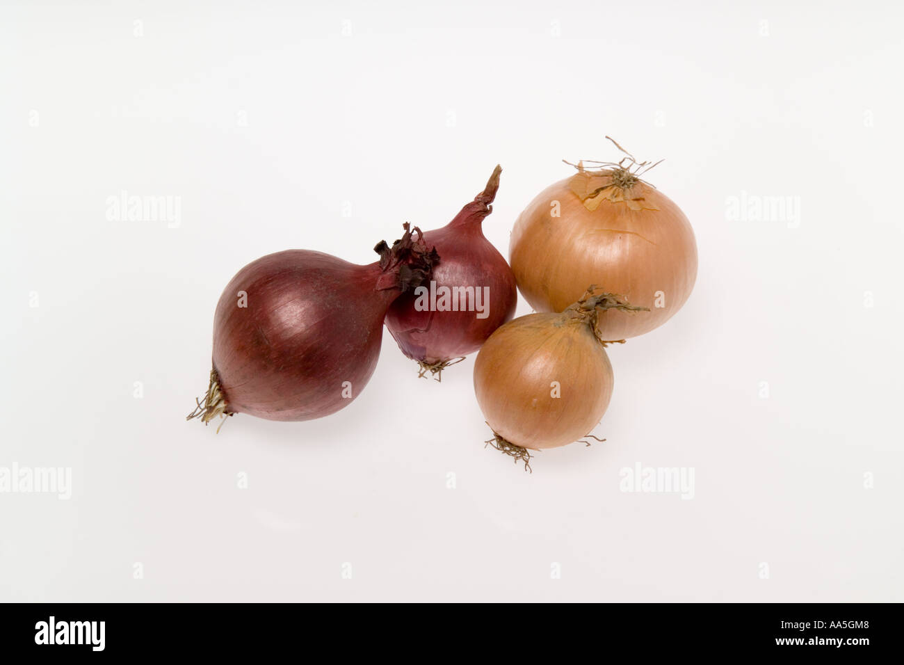 red Allium DUTCH RED and white Onions (Allium cepa) vegetable contains ...