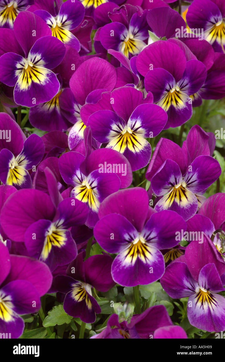 Sorbet Viola Stock Photos & Sorbet Viola Stock Images - Alamy