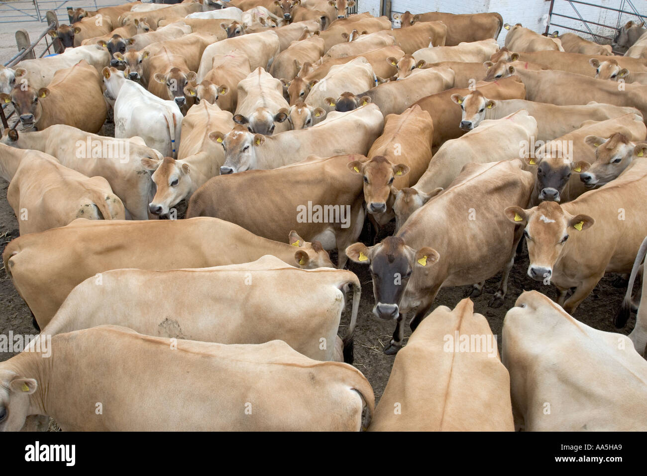 Jersey Cows The Gaddesden Herd at Milking Time Stock Photo - Alamy