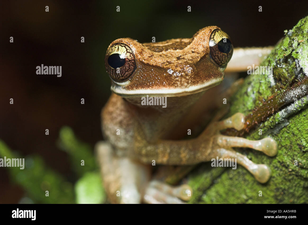 Map tree frog, hyla geographica in the Amazon rainforest, Ecuador Stock ...