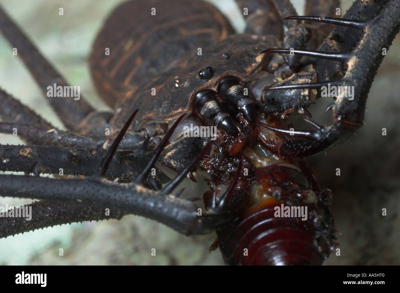 Amblipygi or tail-less whip scorpion eating cockroach in Amazon ...