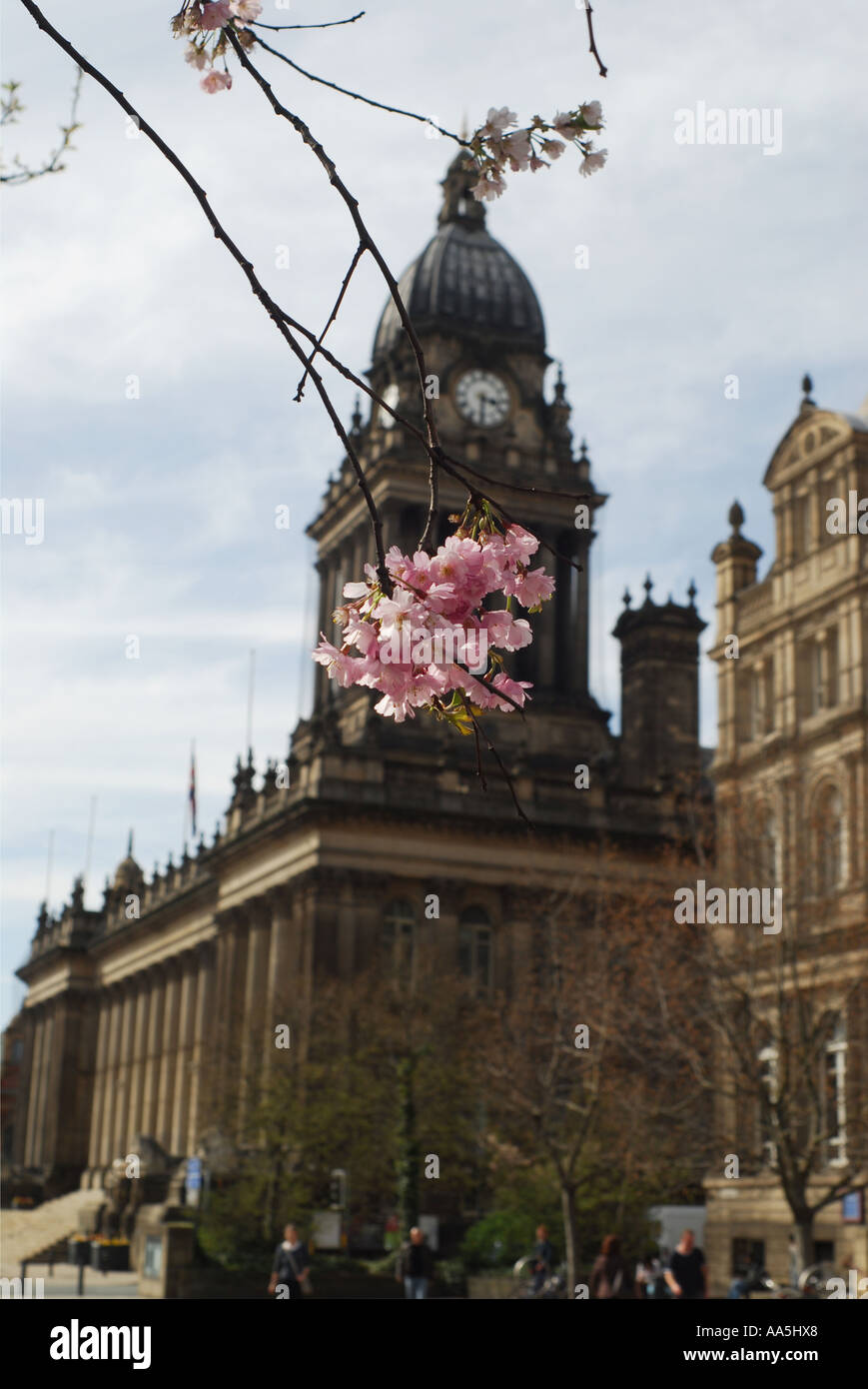 cherry blossom in front of Leeds Town Hall outside Leeds City Art ...