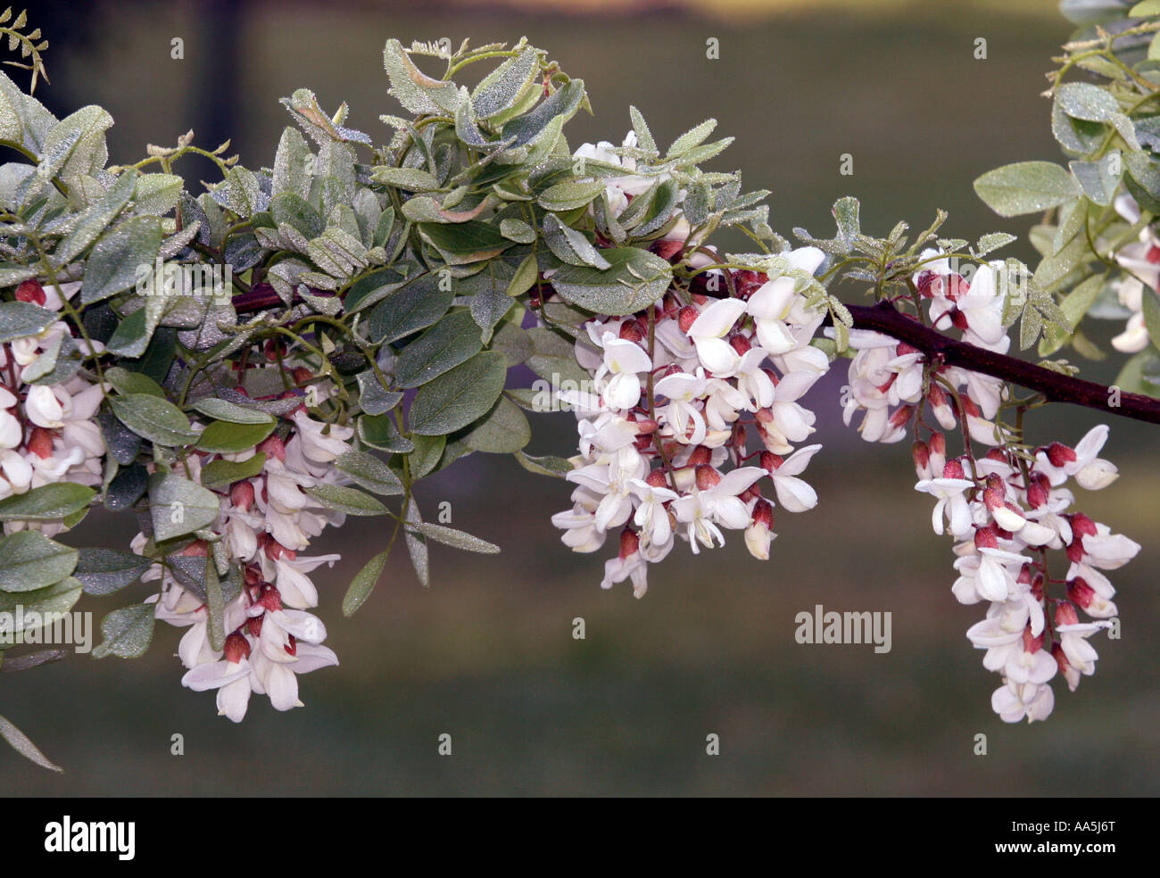 The blossoms of a Contorted Black Locust bush Stock Photo - Alamy