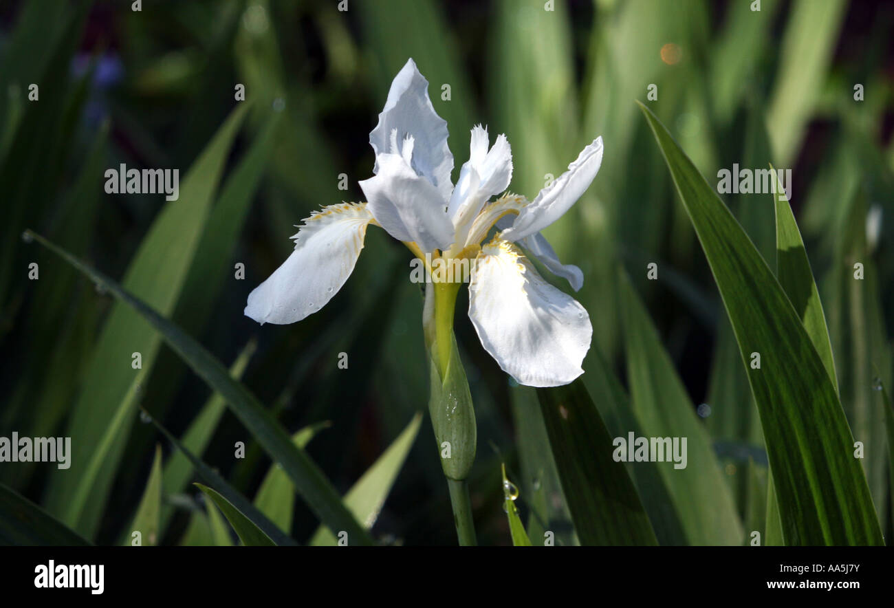A single white iris Stock Photo - Alamy