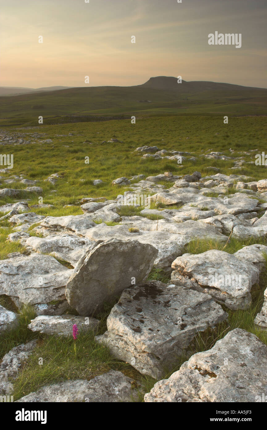 Exposed limestone pavement in the Yorkshire Dales national Park with ...