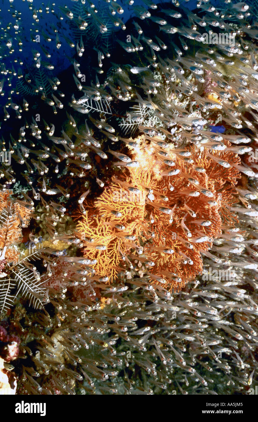 Shoaling fish hi-res stock photography and images - Alamy