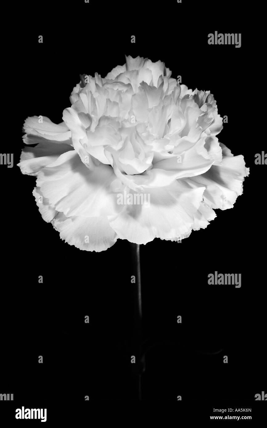 Dramatic flower Black and White Stock Photos & Images - Alamy