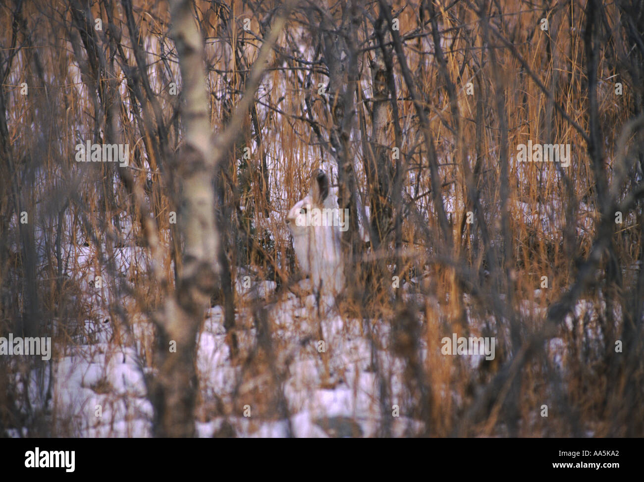Snow rabbit in trees Canada Stock Photo - Alamy