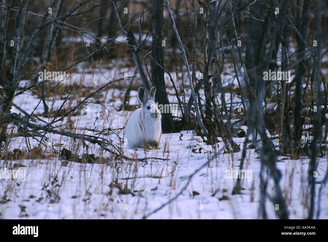 Calgary rabbit hi-res stock photography and images - Alamy