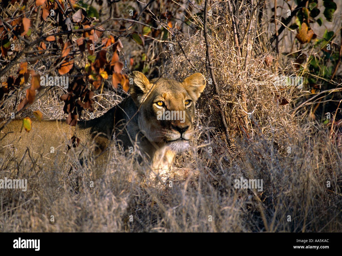 Orange lioness hi-res stock photography and images - Alamy