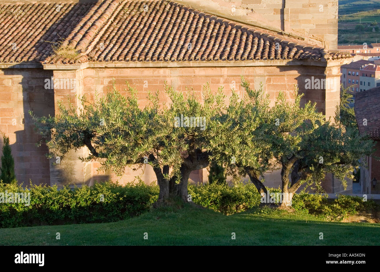 Olive tree outside of old church, Spain Stock Photo - Alamy