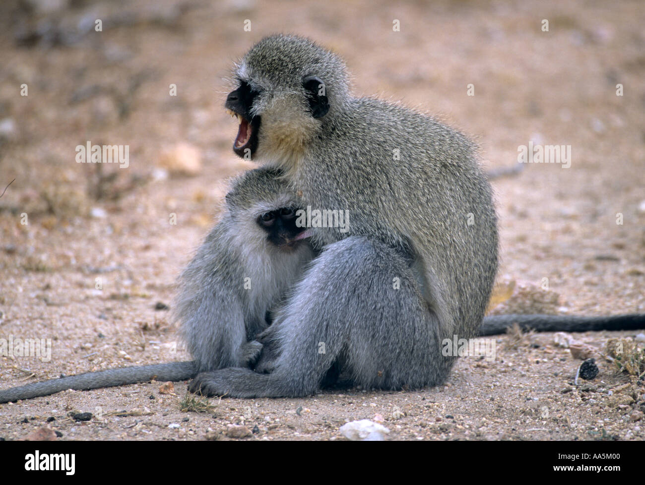 Green monkey nurses her little child Stock Photo - Alamy