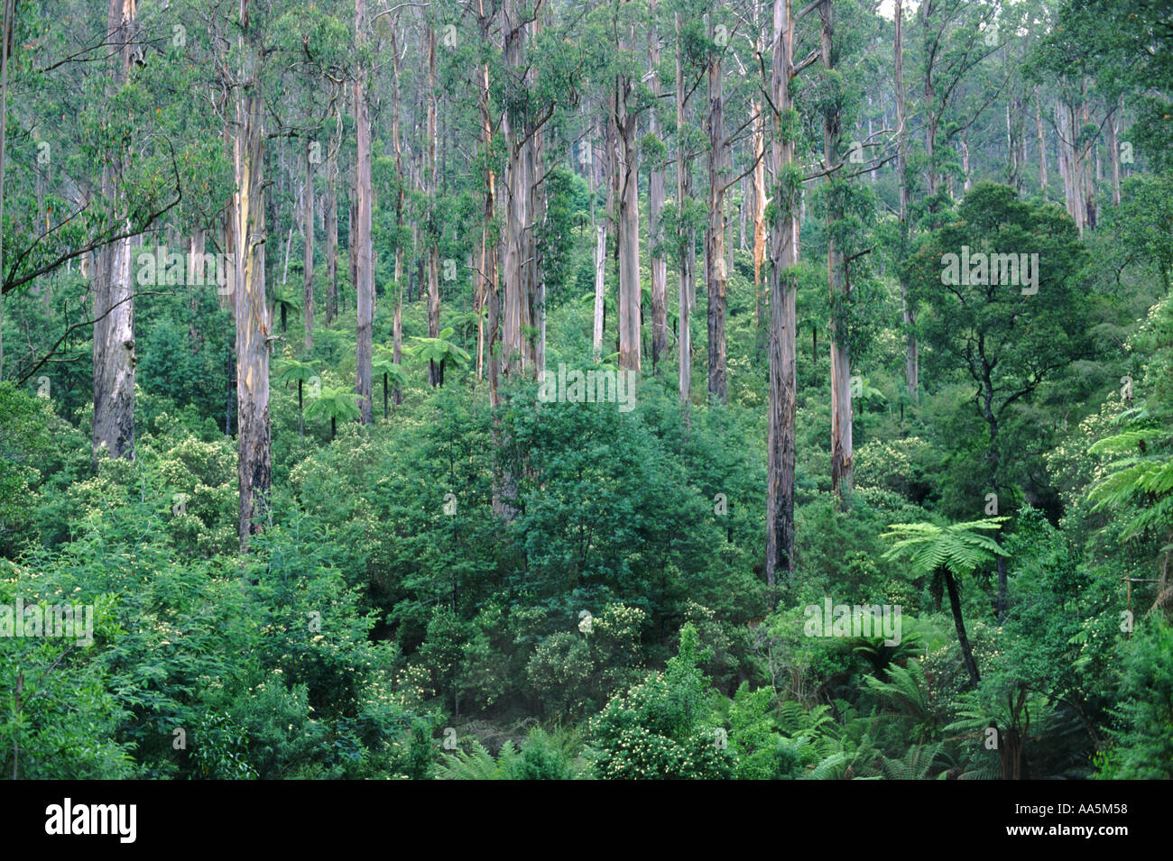 mountain-ash-forest-victoria-australia-AA5M58.jpg (1300×955) | Victoria ...