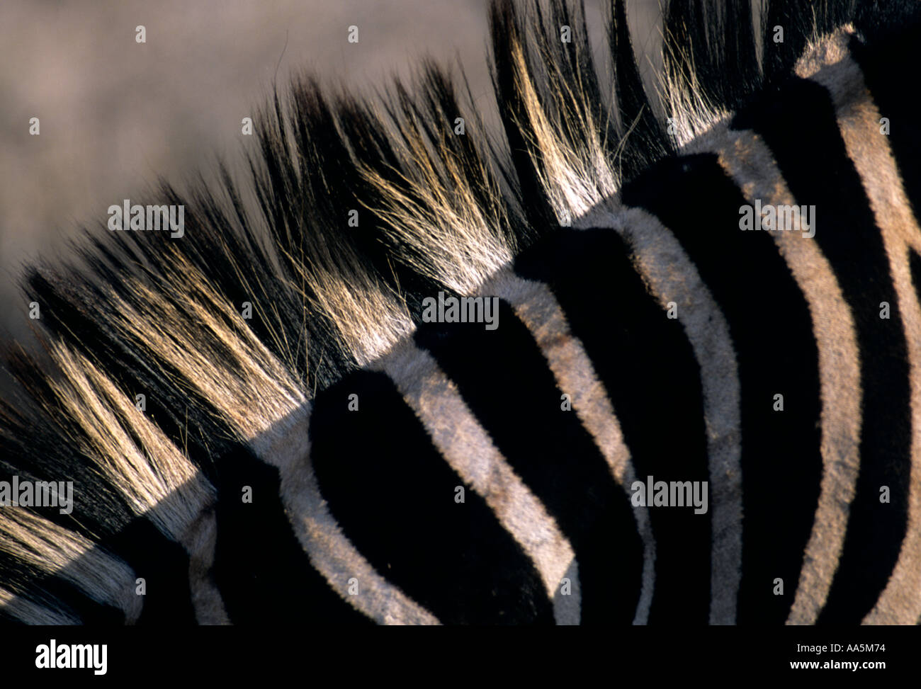 Zebra horse coat hi-res stock photography and images - Alamy