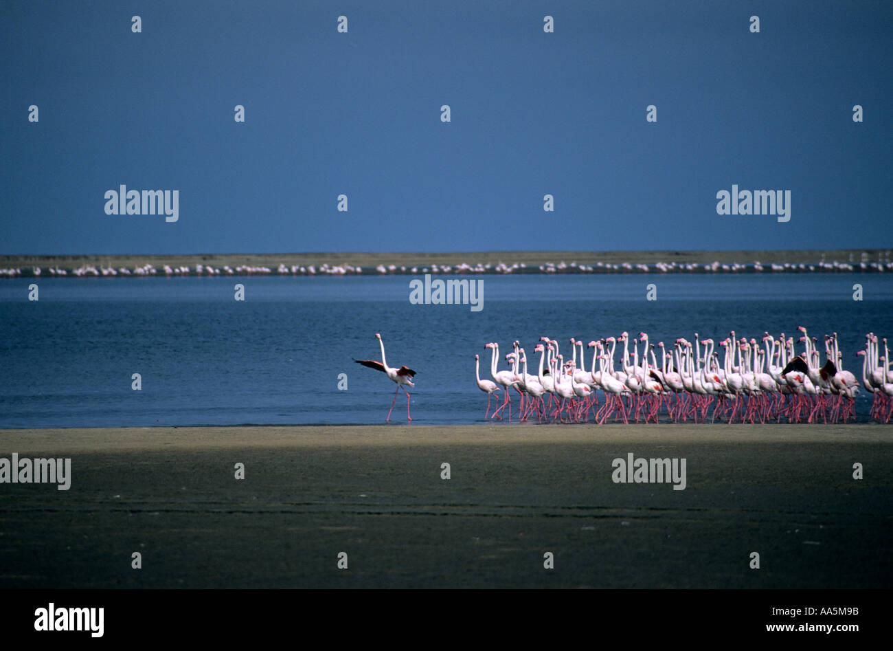 Dancing flamingoes hi-res stock photography and images - Alamy