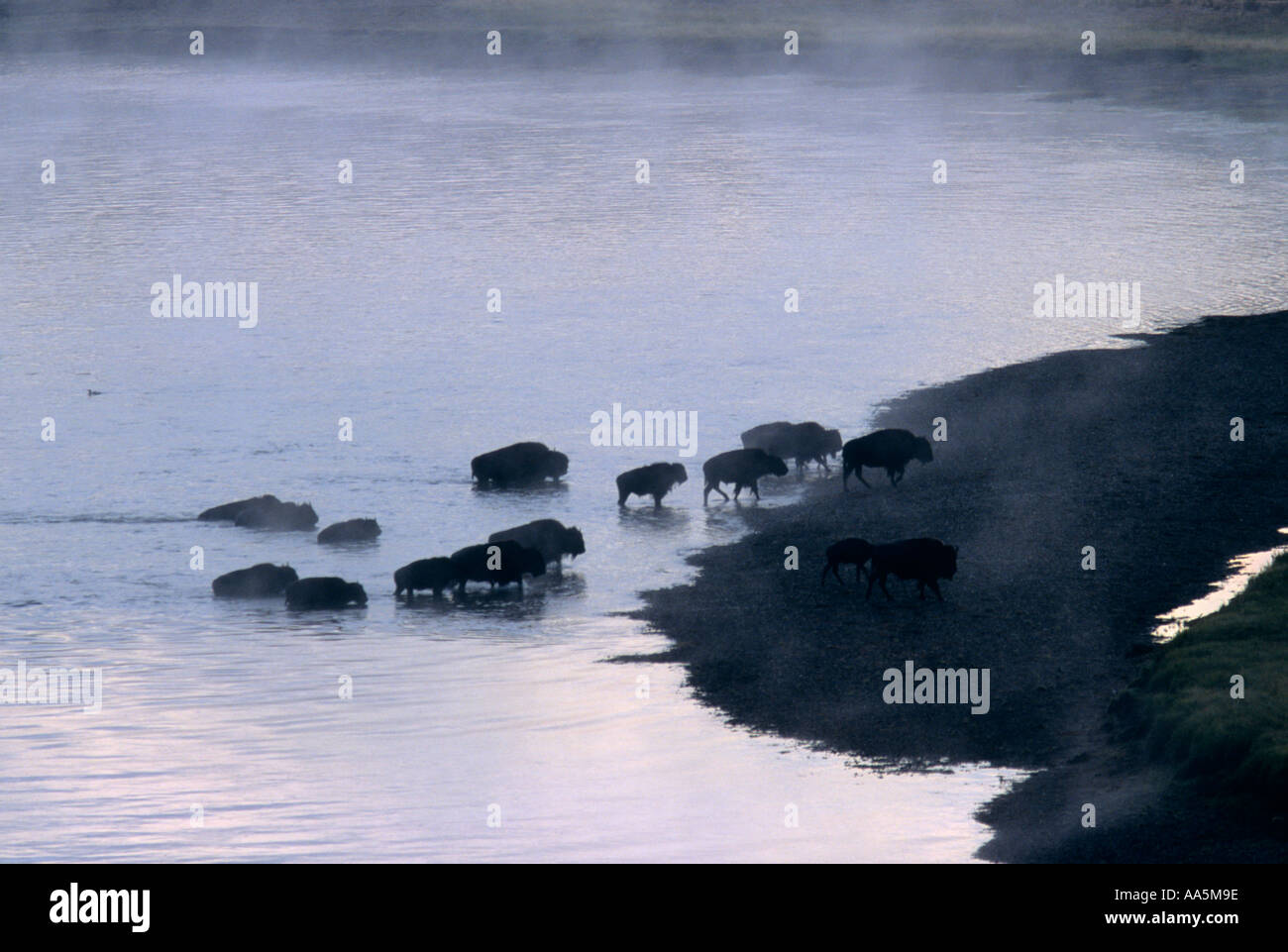 Yellowstone usa bison migration hi-res stock photography and images - Alamy