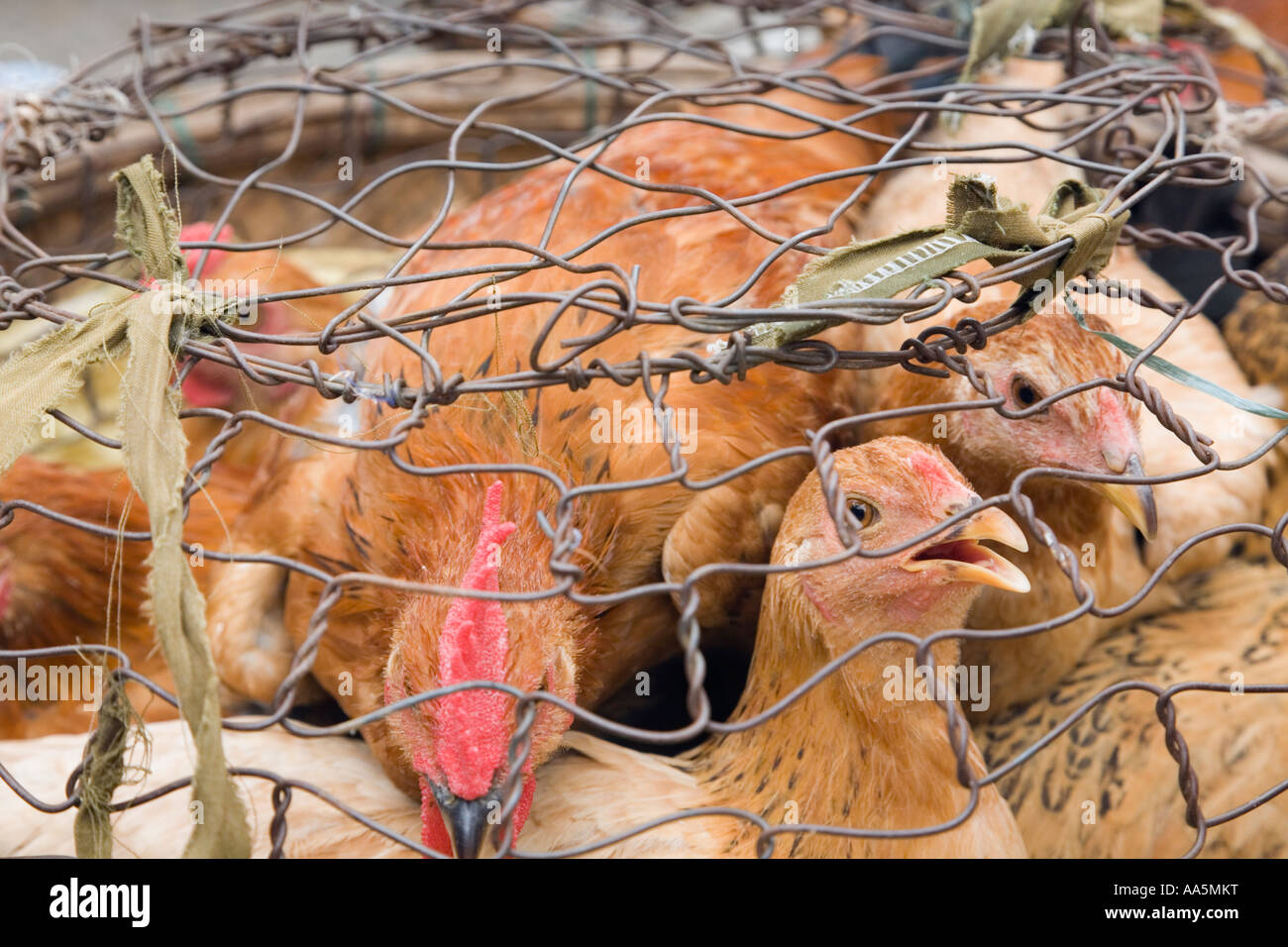 Live hens for sale hi-res stock photography and images - Alamy