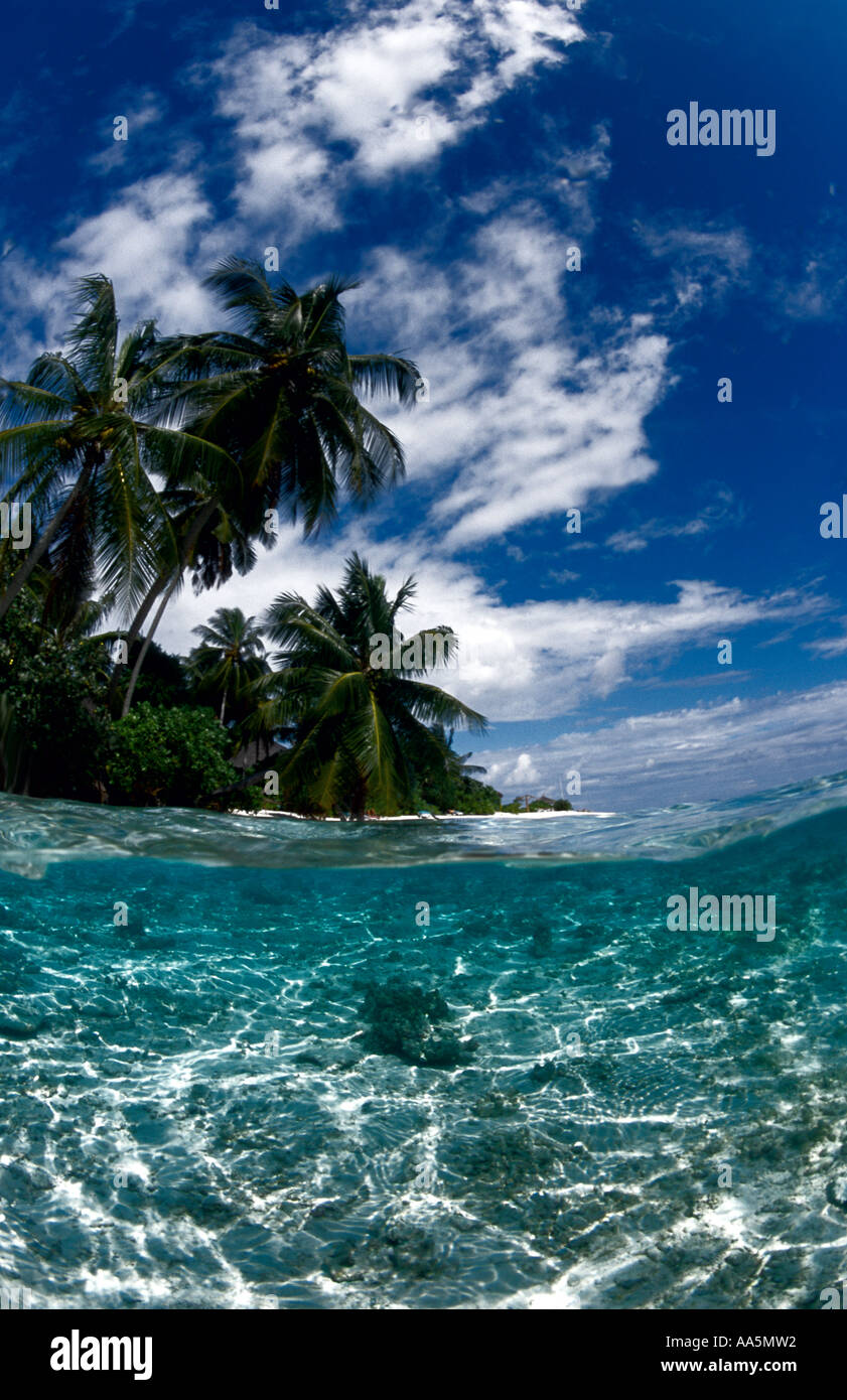 Palm trees seen from below a tropical lagoon Stock Photo - Alamy