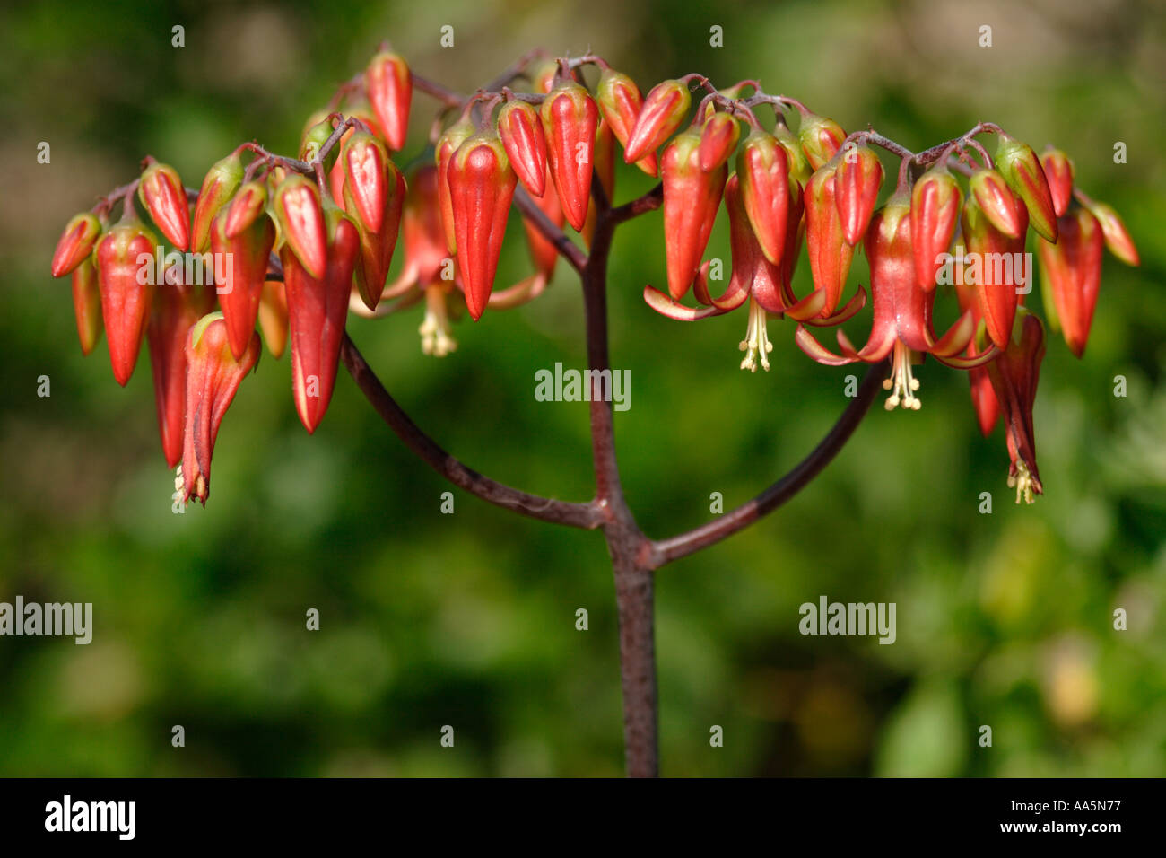 Pigs ear cotyledon orbiculata hi-res stock photography and images - Alamy