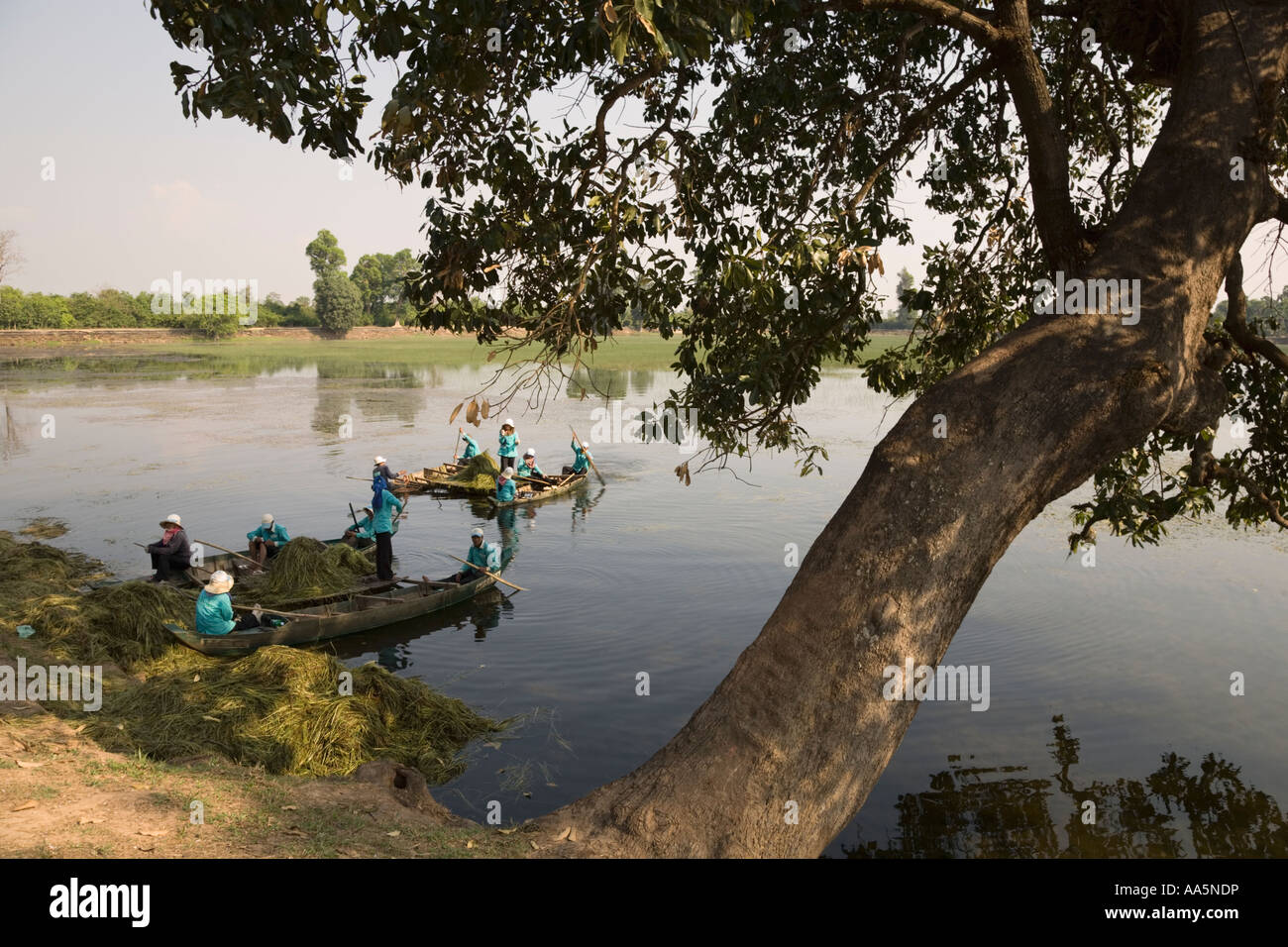 Reed cutters clearing the moat at Angkor Wat, Cambodia Stock Photo - Alamy