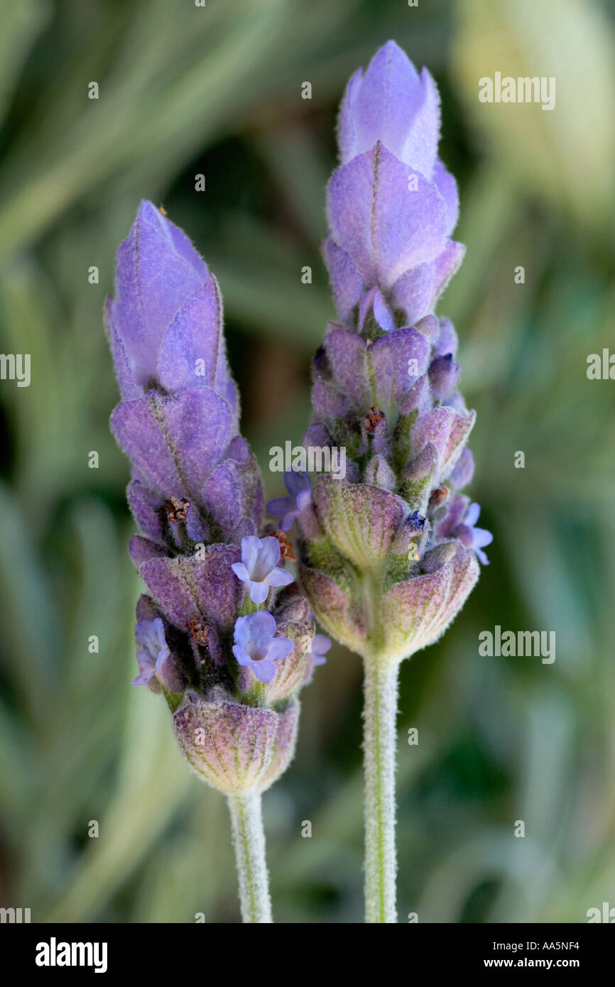 English Lavender Lavandula angustifolia Stock Photo - Alamy