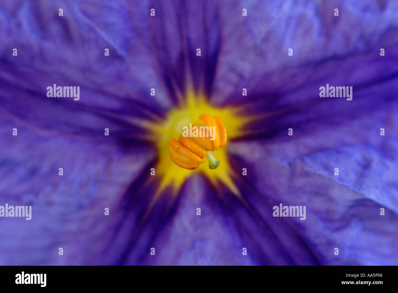 Lycianthes rantonnetii Blue Potato Bush stamen Stock Photo - Alamy