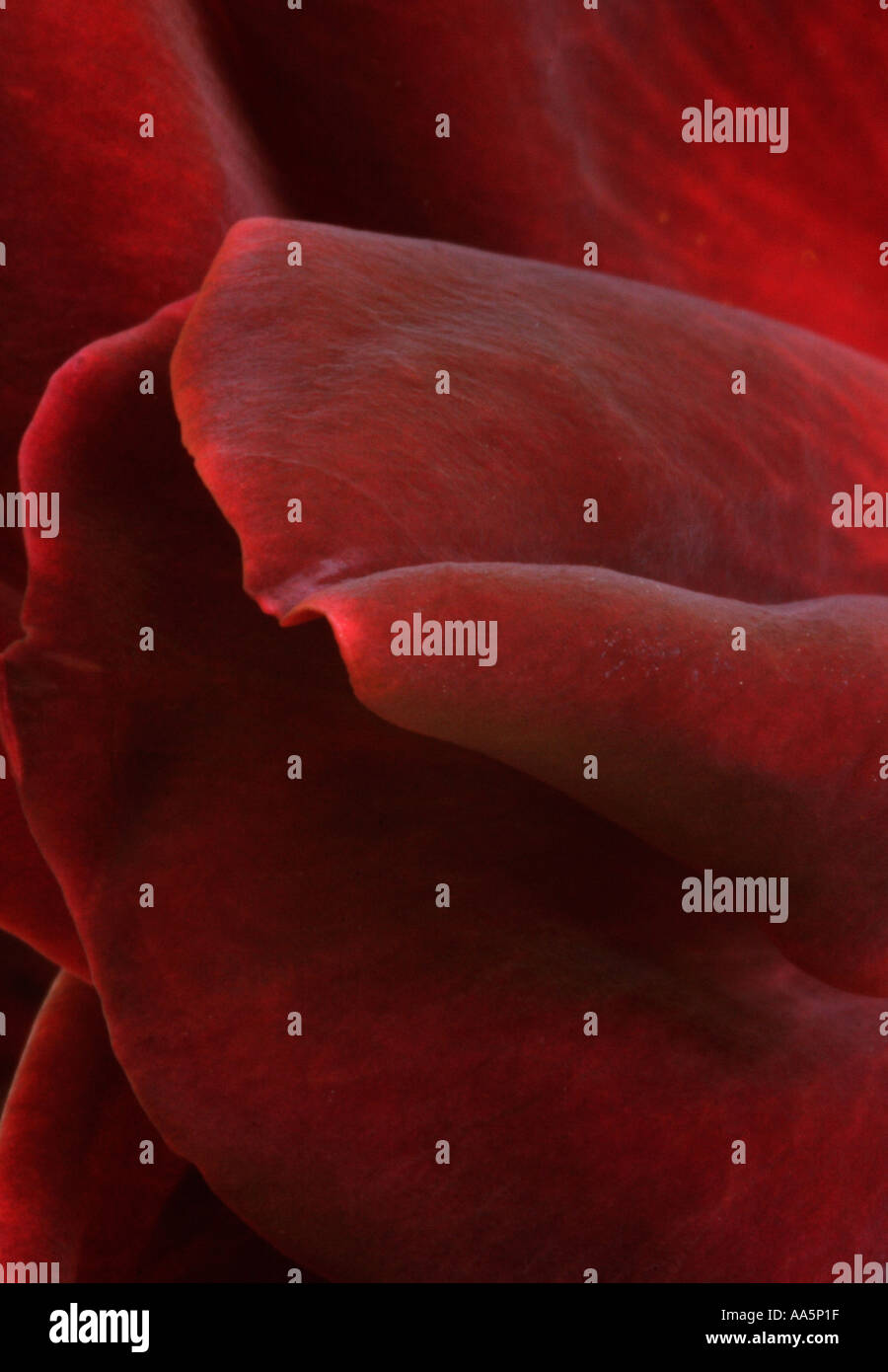 Dark red velvet rose hi-res stock photography and images - Alamy