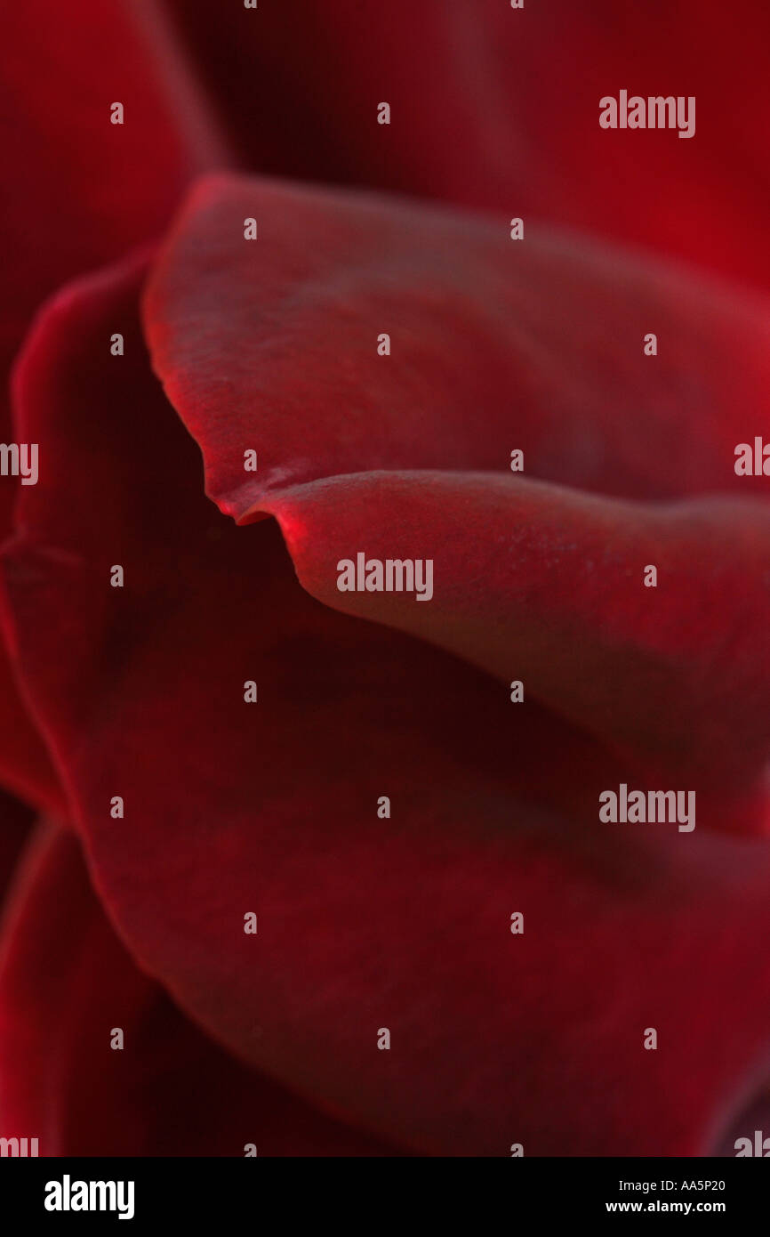 Dark red velvet rose hi-res stock photography and images - Alamy