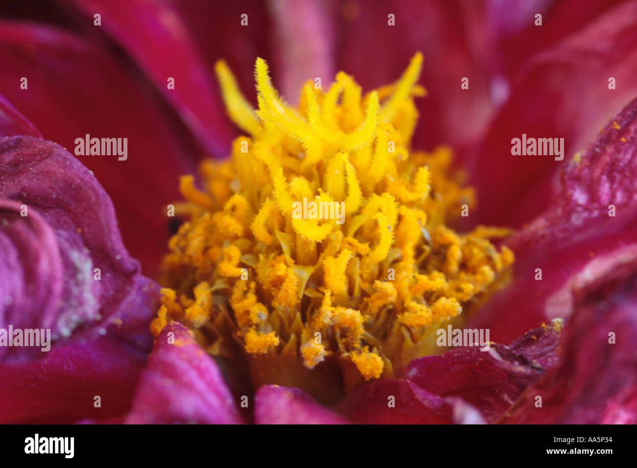 Withering bloom hi-res stock photography and images - Alamy
