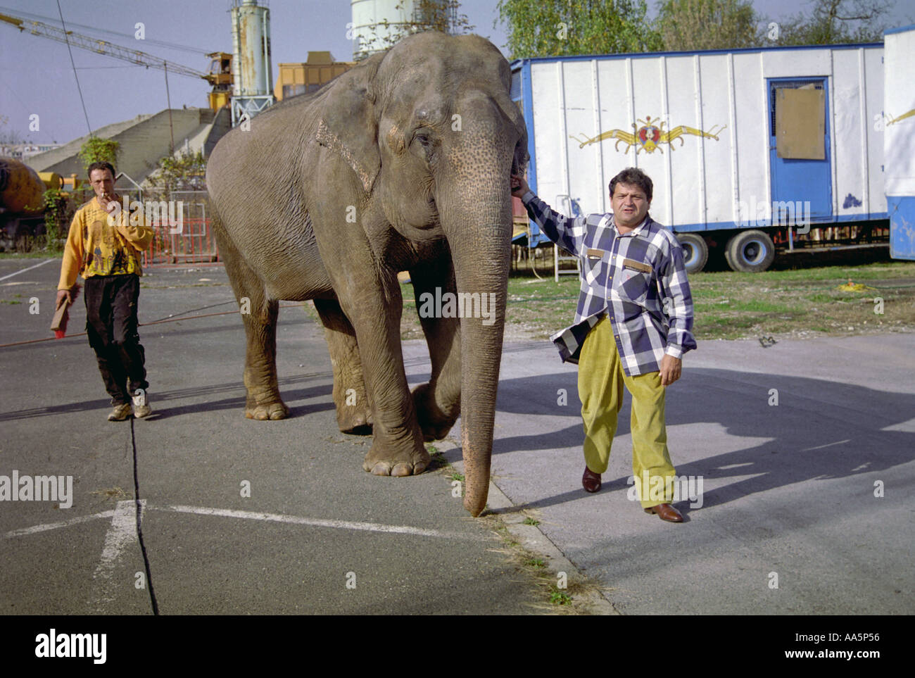 Circus Elephant Stock Photos & Circus Elephant Stock Images - Alamy