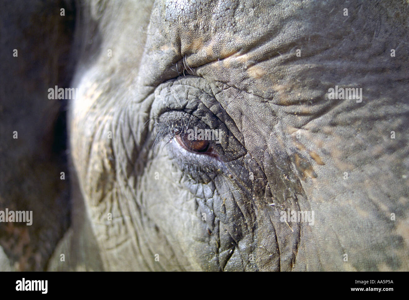 the elephant eye Stock Photo - Alamy