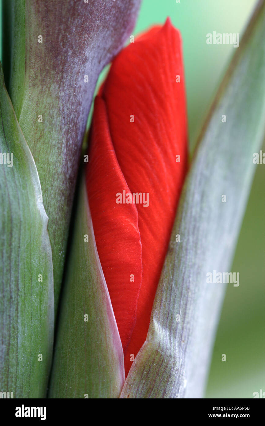 Open closed bud flower hi-res stock photography and images - Alamy