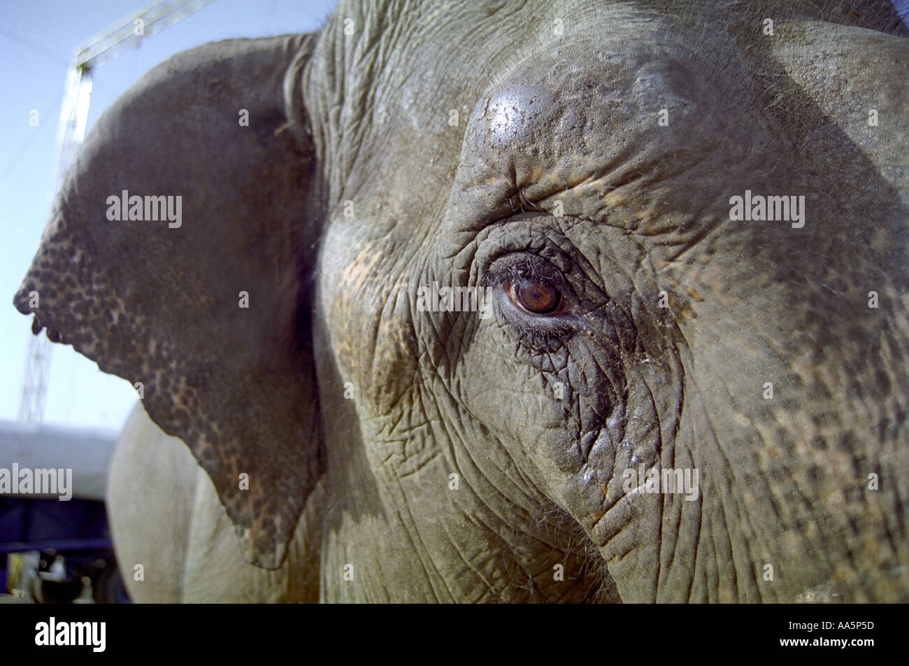 the elephant eye Stock Photo - Alamy