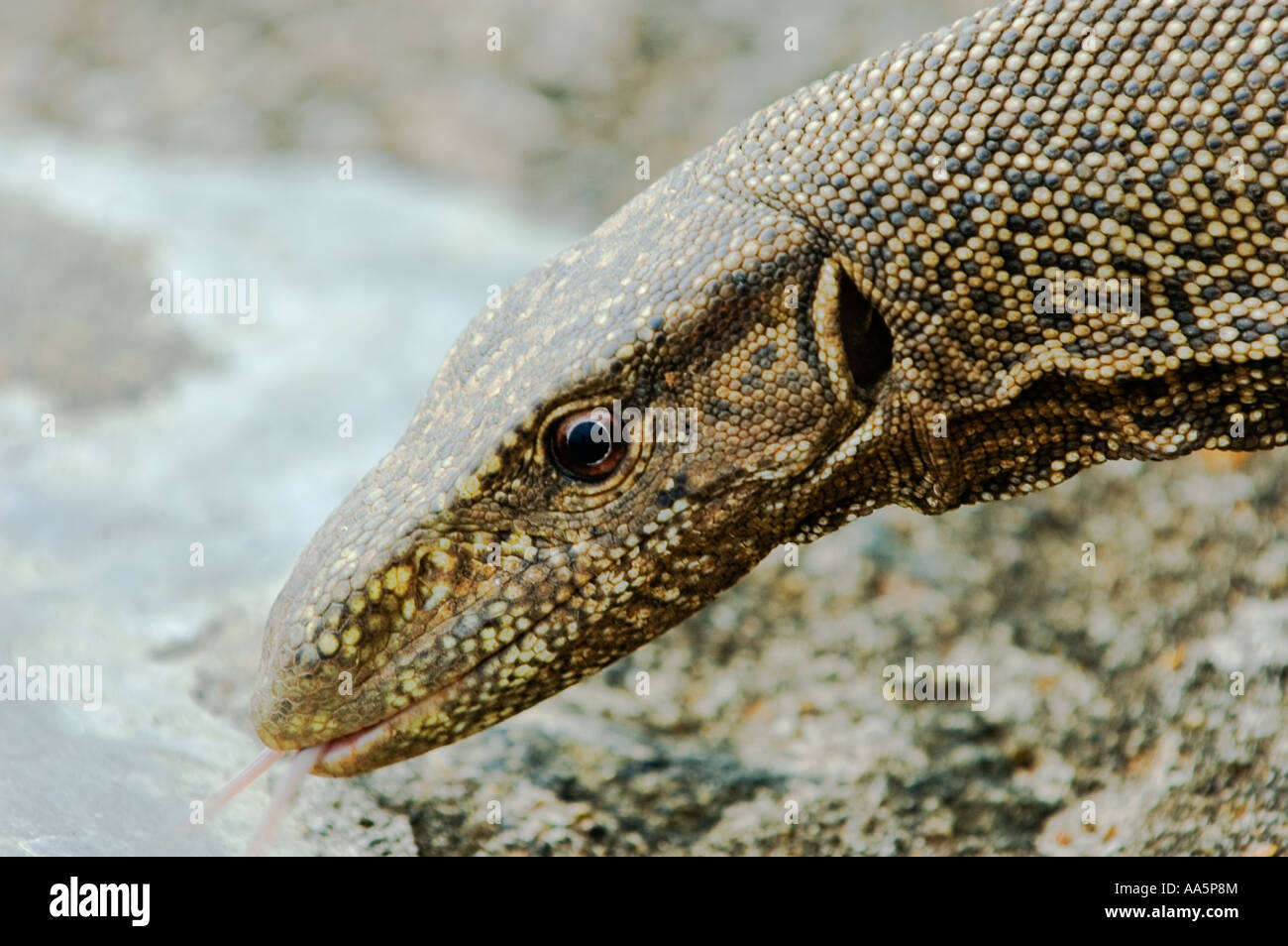 Komodo dragon food hi-res stock photography and images - Alamy