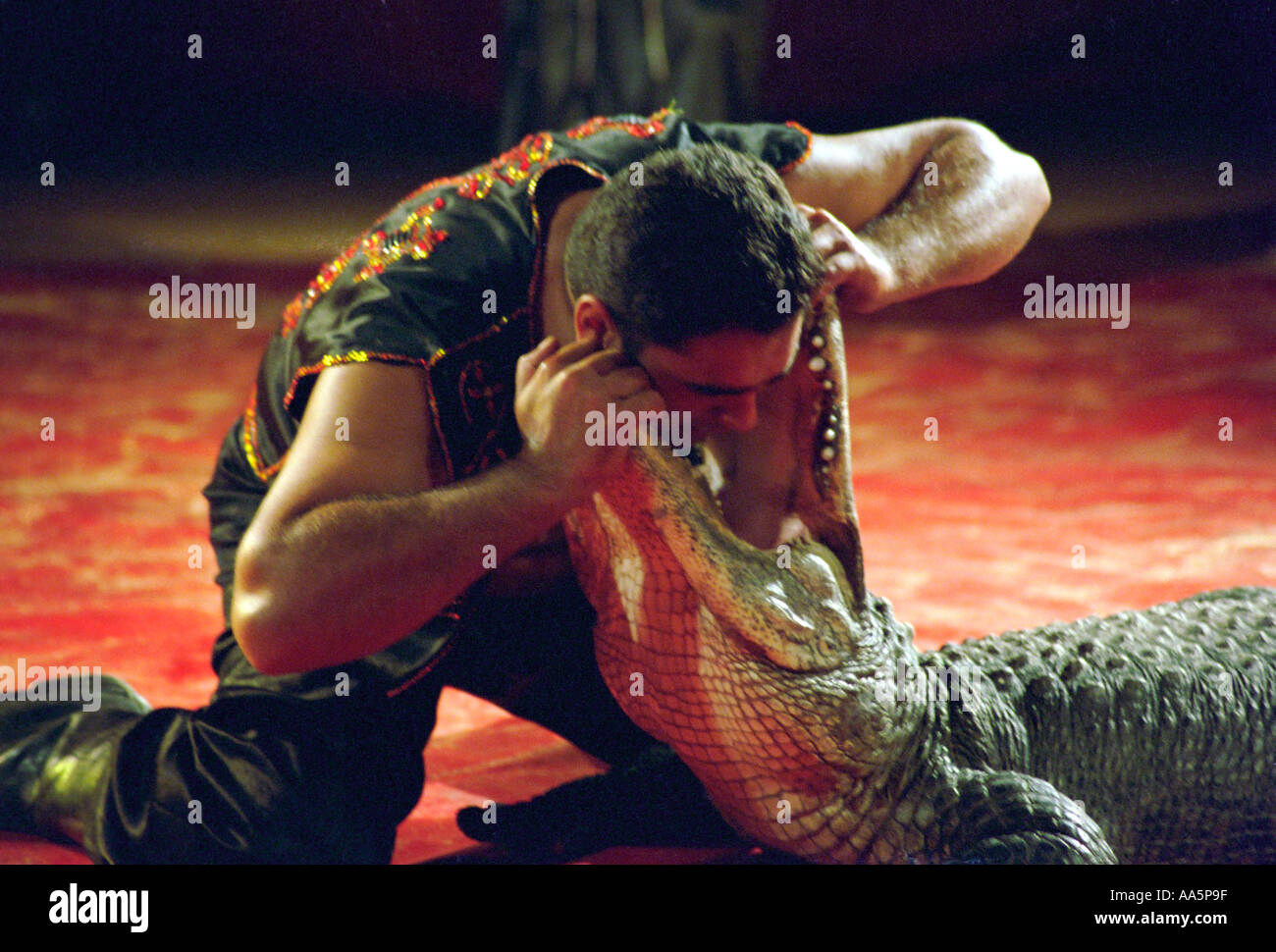 the circus artist is putting own head into the crocodile mouths Stock ...
