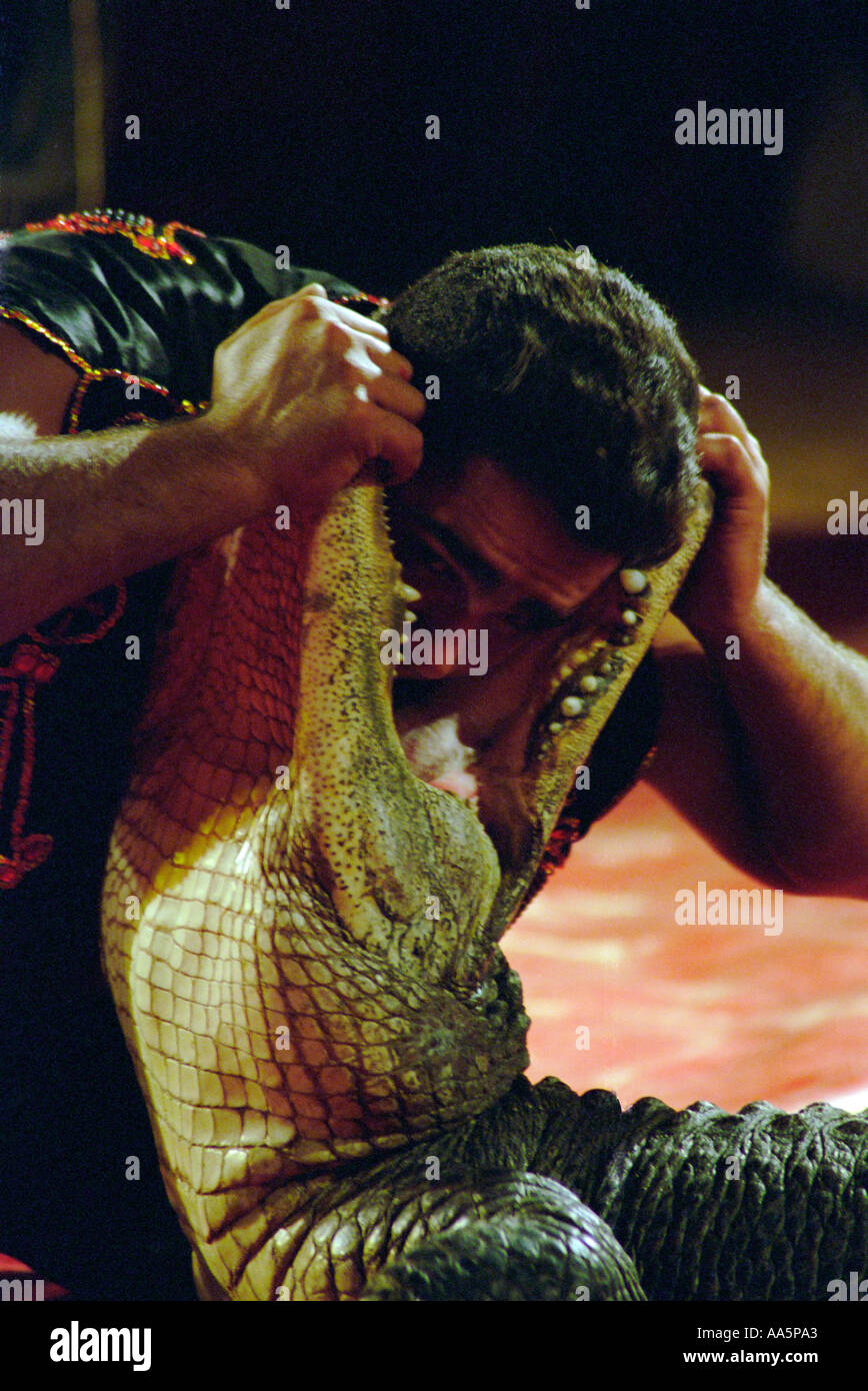 the circus artist is putting own head into the crocodile mouths Stock ...