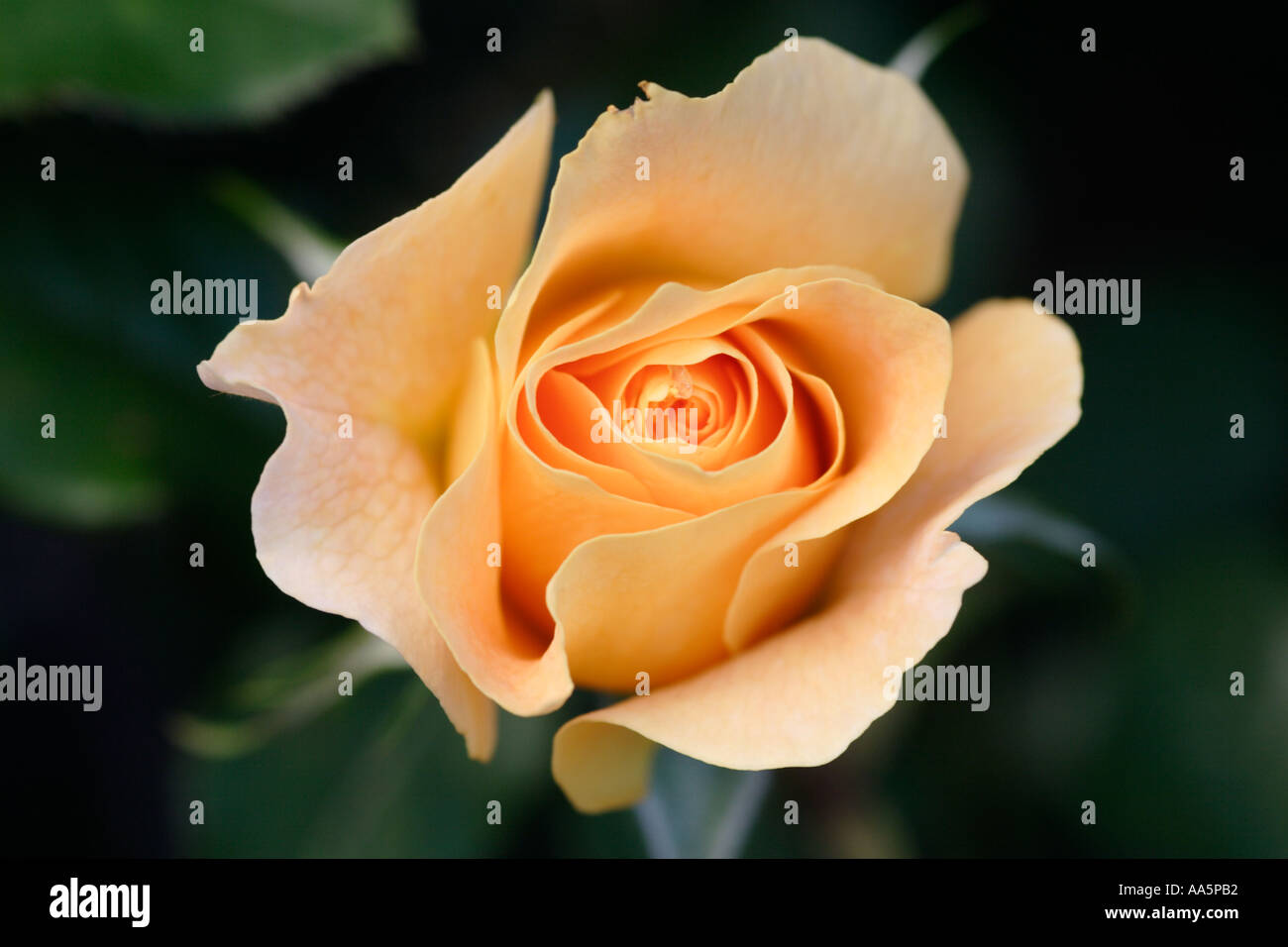 New tea rose hi-res stock photography and images - Alamy