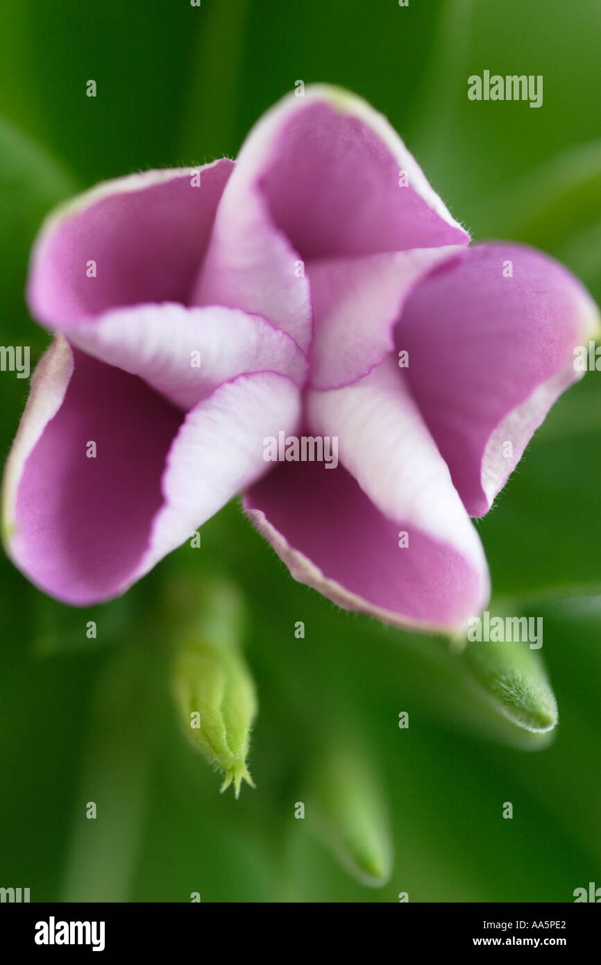 Opening bud of pink Periwinkle Flower Stock Photo - Alamy
