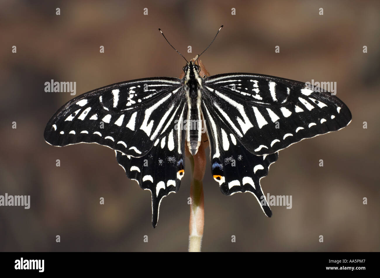 Citrus Swallowtail - Papilio xuthus Stock Photo - Alamy