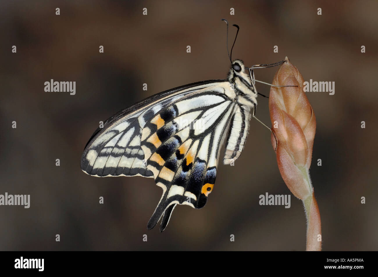 Asian swallowtail xuthus hi-res stock photography and images - Alamy