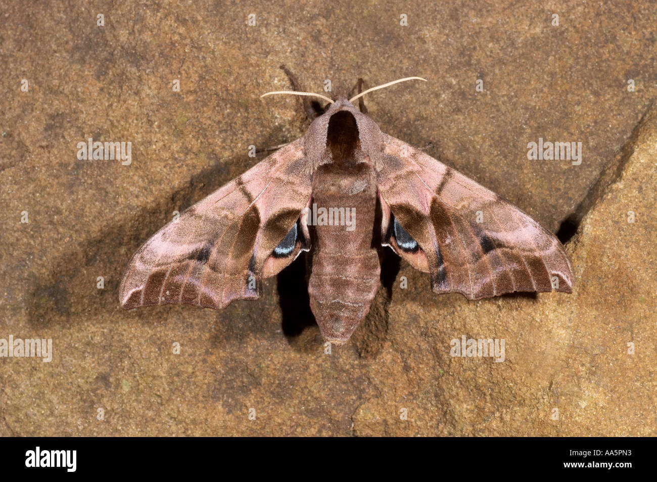 Eyed Hawk Moth - Smerinthus ocellata Stock Photo - Alamy
