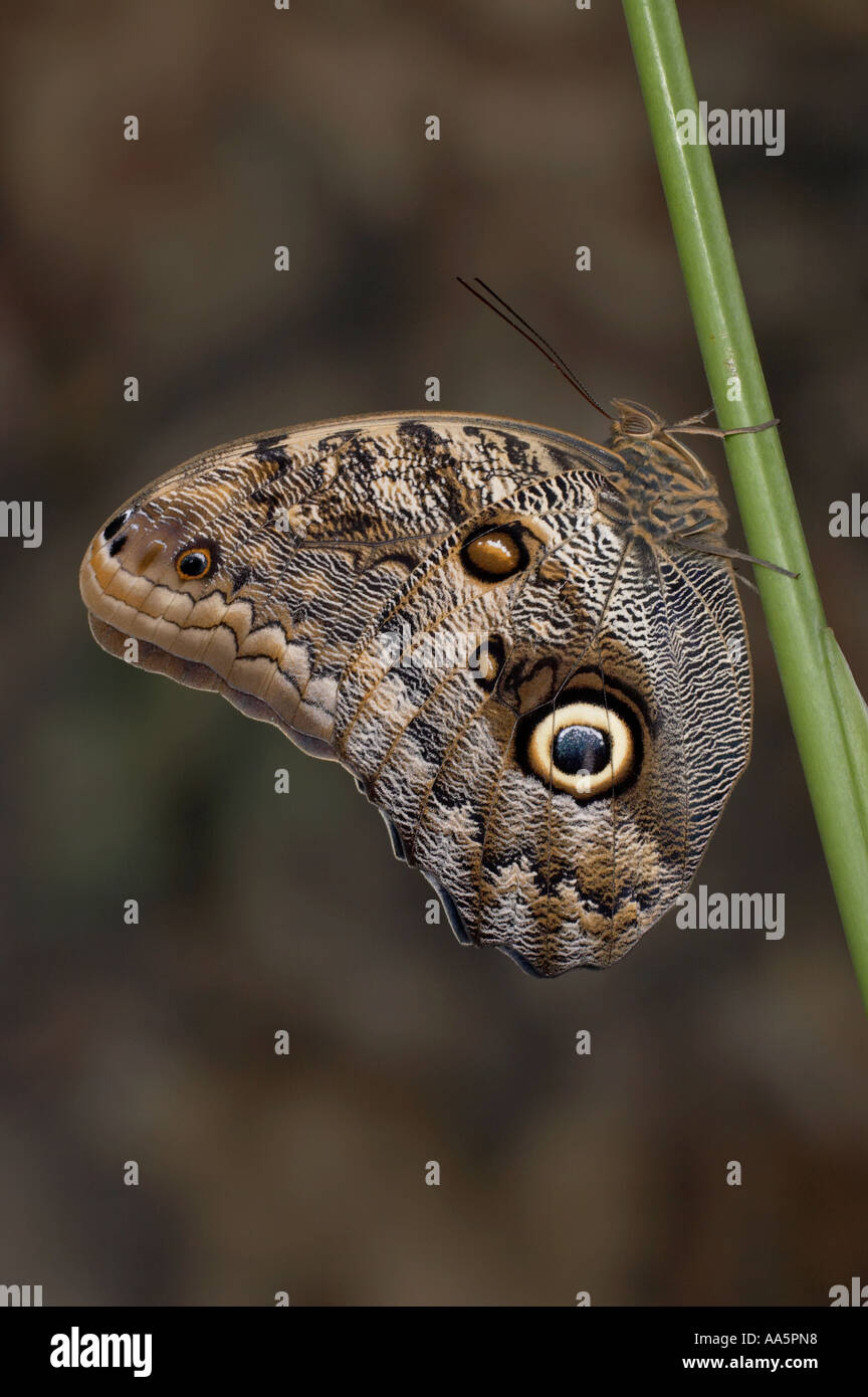 Owl Butterfly - Caligo eurilochus Stock Photo - Alamy