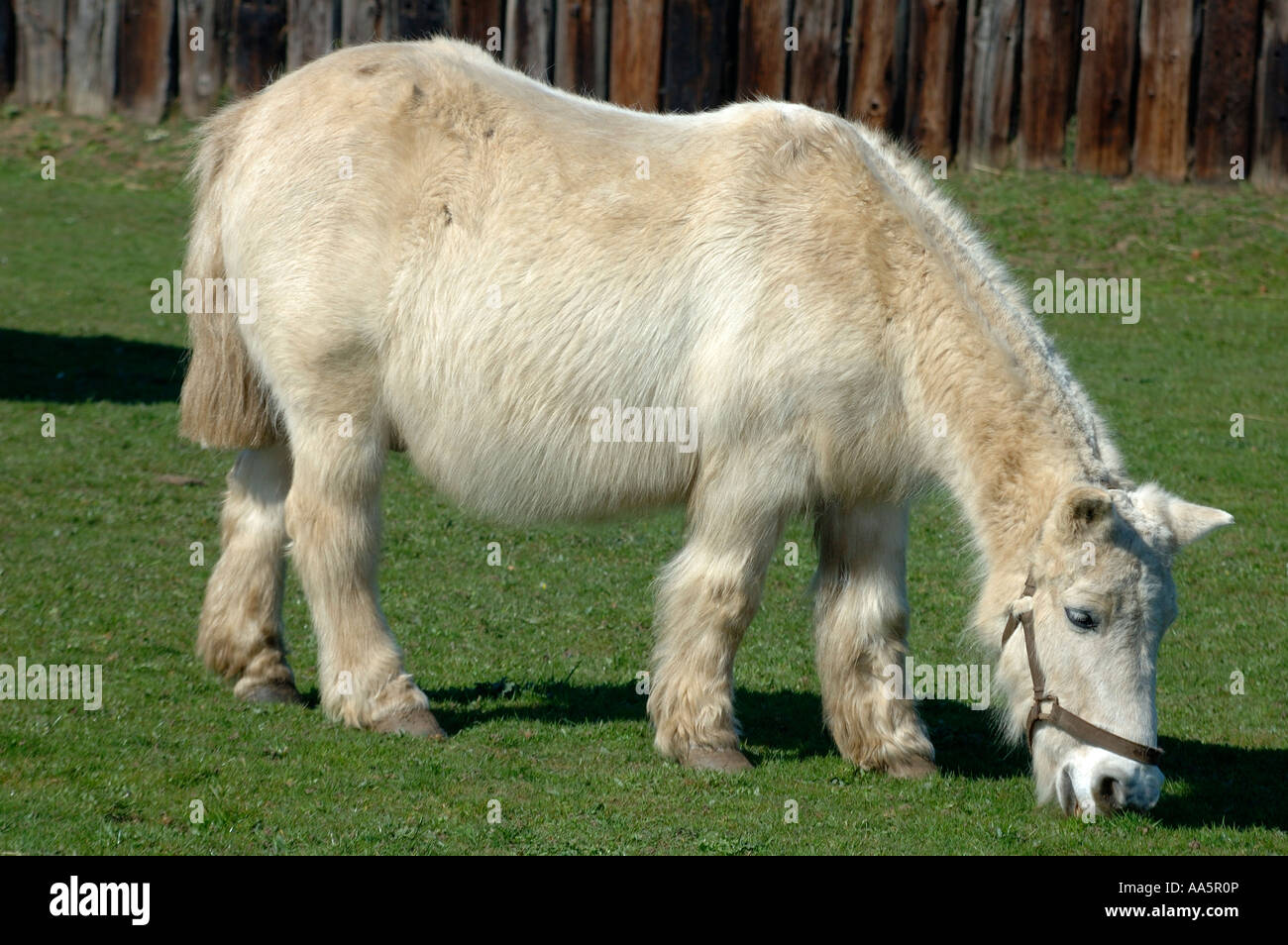 Pit pony hi-res stock photography and images - Alamy